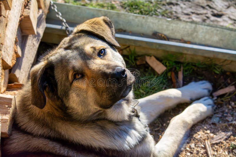 Kangal dog pet stock image. Image of mammal, wildlife - 355014467
