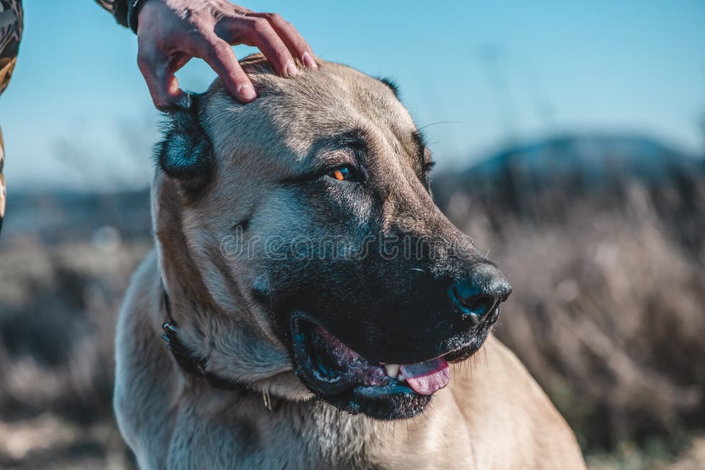 Wolfhound stock photo. Image of wildlife, puppy, lawn - 236669696