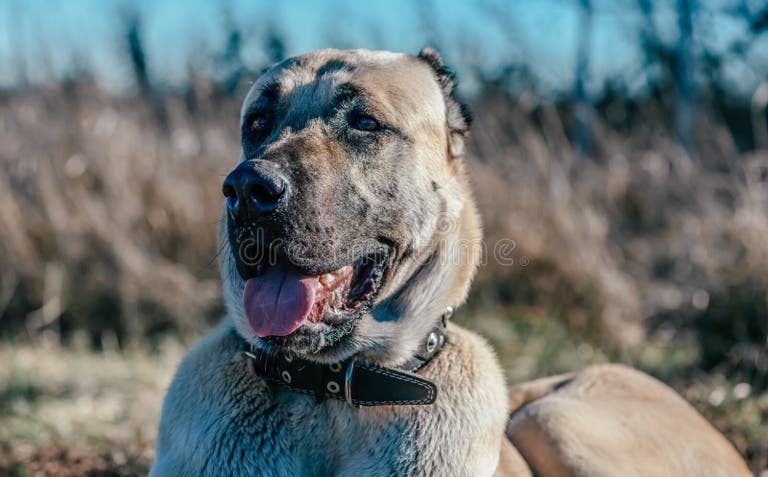 Wolfhound stock image. Image of terrier, kangal, grass - 236669717