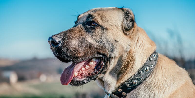 Wolfhound stock photo. Image of carnivore, turkish, tree - 236669718