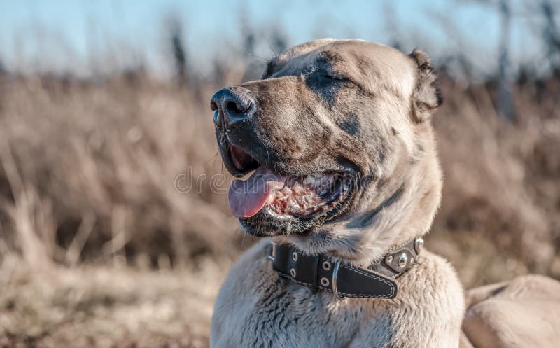 Wolfhound stock image. Image of wildlife, tree, grass - 236669757
