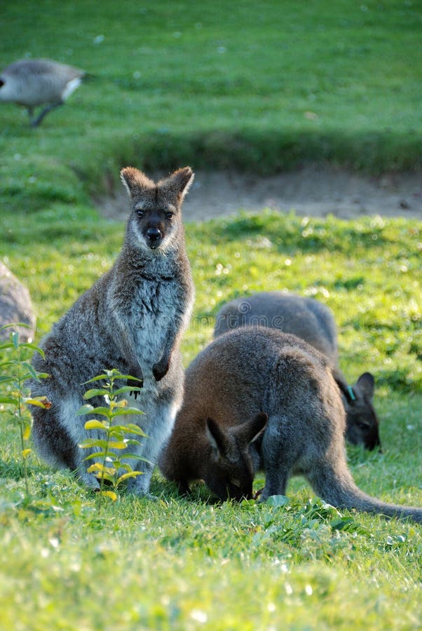 Red Fox Looking Back stock image. Image of mammal, foxes - 9152647