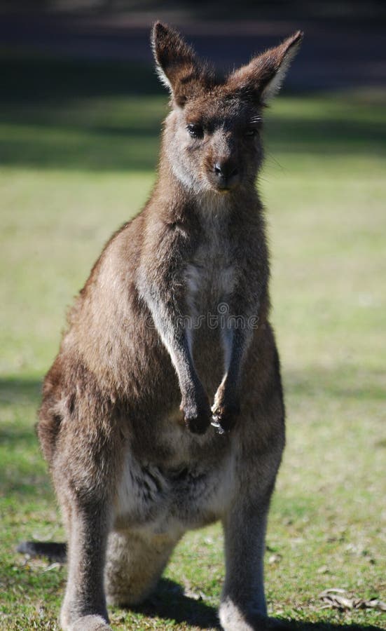 Kangaroo Stock Images - Download 16,259 Royalty Free Photos