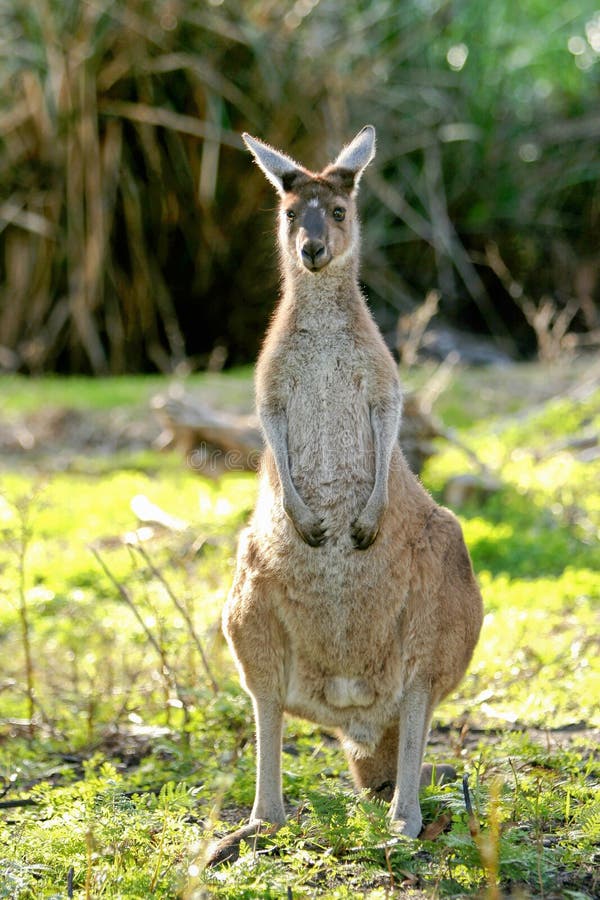 Kangaroo stock image. Image of brown, kangaroo, macropods - 15417351