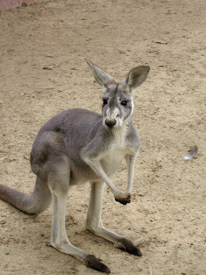 Standing red kangaroo stock photo. Image of animal, wallaby - 22085604