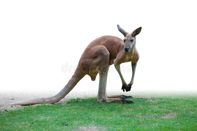 Kangaroo stock photo. Image of isolated, wildlife, tail - 15240782