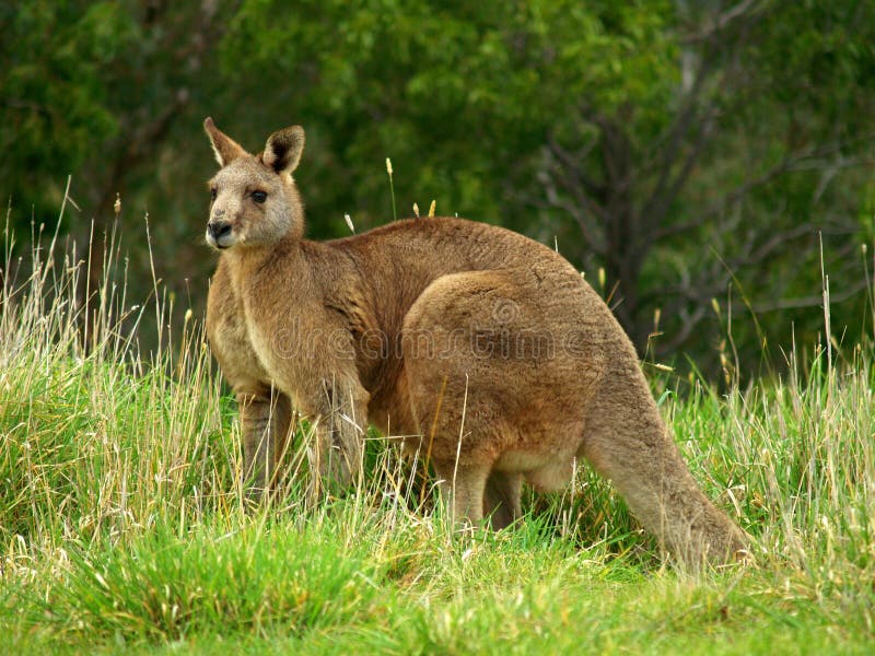 Kangaroo stock image. Image of brown, kangaroo, macropods - 15417351