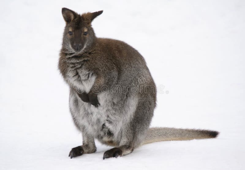 339 Kangaroo Snow Stock Photos - Free & Royalty-Free Stock Photos from ...