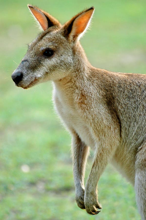 Kangaroo stock photo. Image of nature, jumping, tourist - 2126348