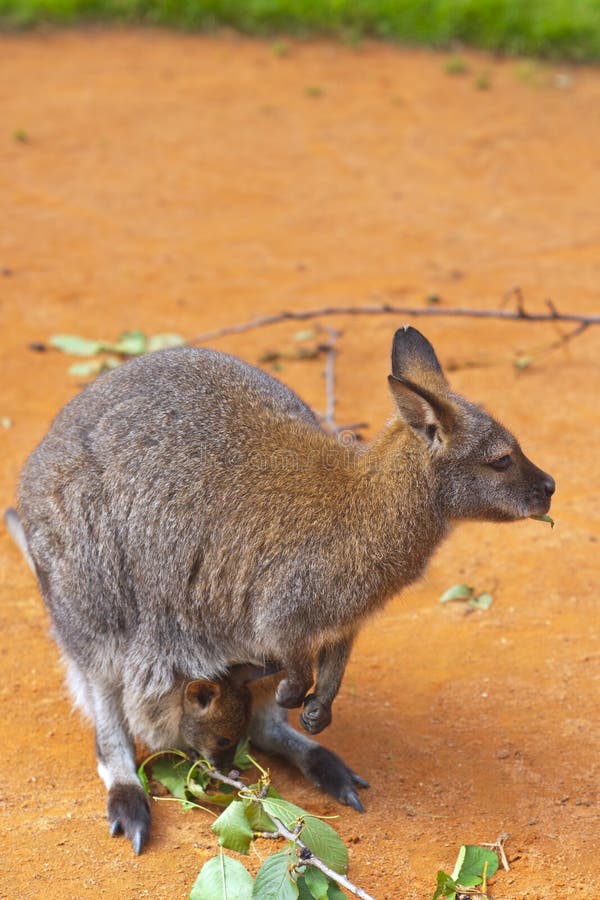 Kangaroo stock image. Image of nature, small, cute, legs - 21699445