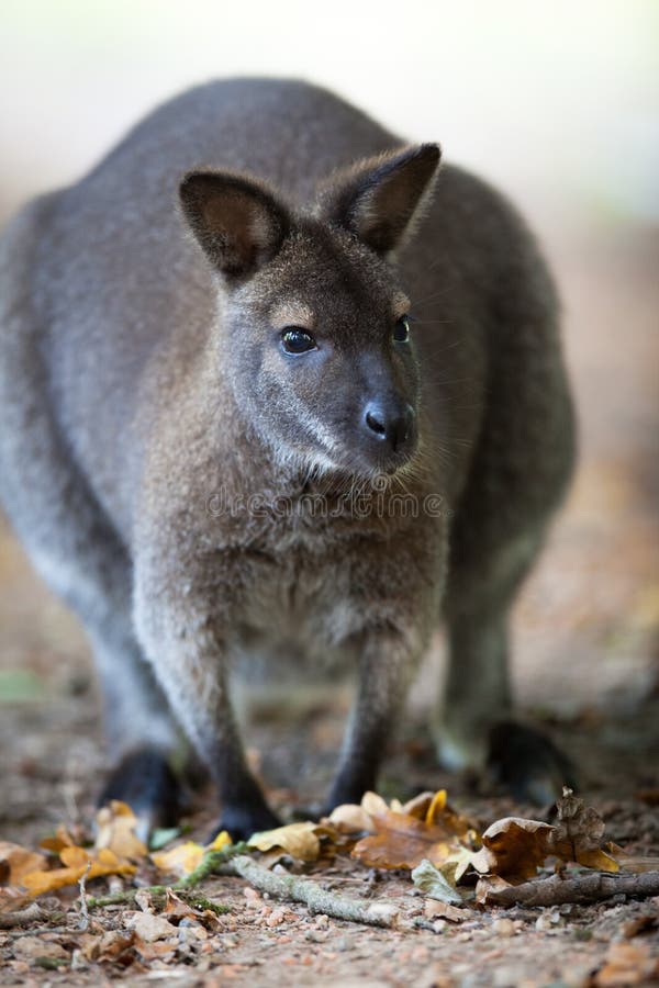 KANGAROO stock photo. Image of brown, staring, looking - 22987260