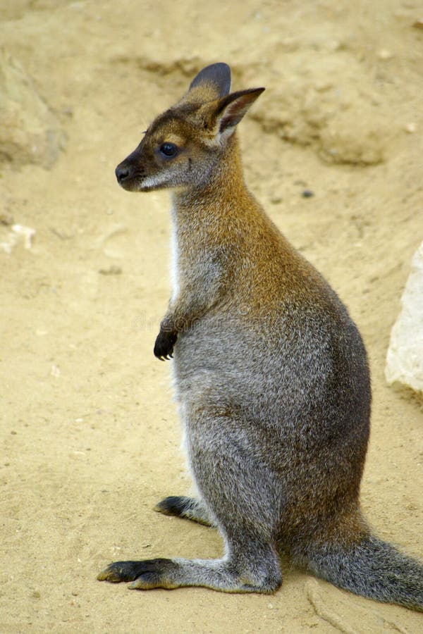 Standing red kangaroo stock photo. Image of animal, wallaby - 22085604