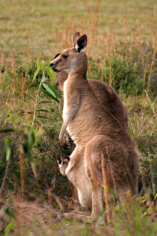Kangaroo With Joey Picture. Image: 691411