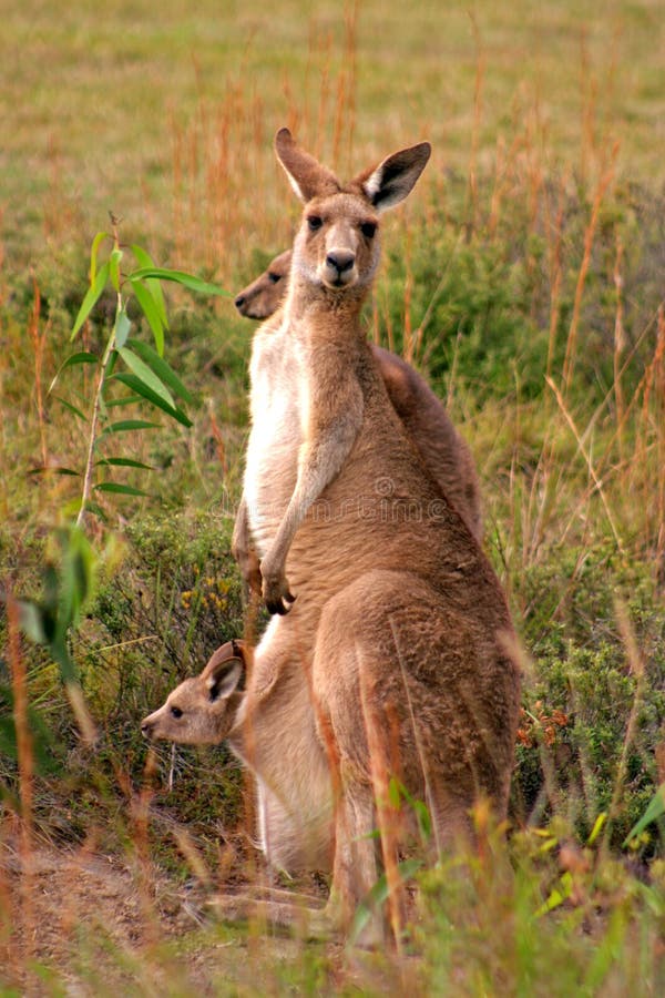 Kangaroo with baby stock photo. Image of nice, baby, gras - 17783254