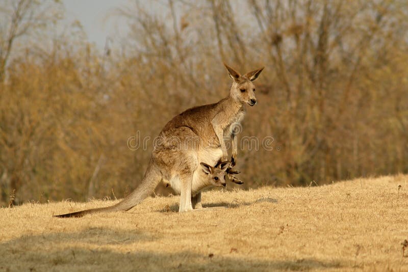 Red ants stock photo. Image of cooperation, wildlife, brown - 6627796