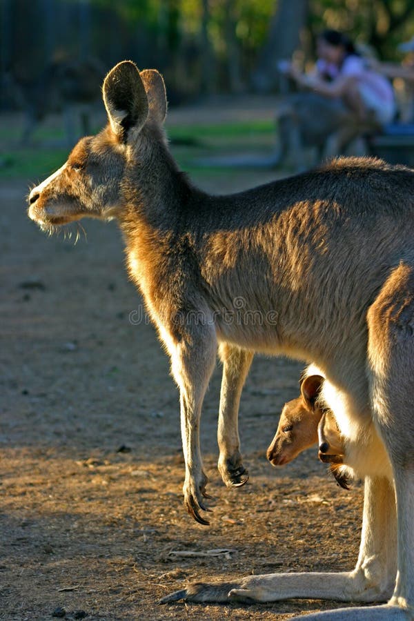 Kangaroo stock photo. Image of scenery, scene, rural, creature - 3985068