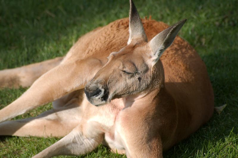 Sleeping Kangaroo stock photo. Image of australian, animal - 79096
