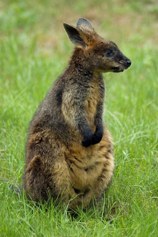 Kangaroo Free Stock Photos & Pictures, Kangaroo Royalty-Free and Public ...