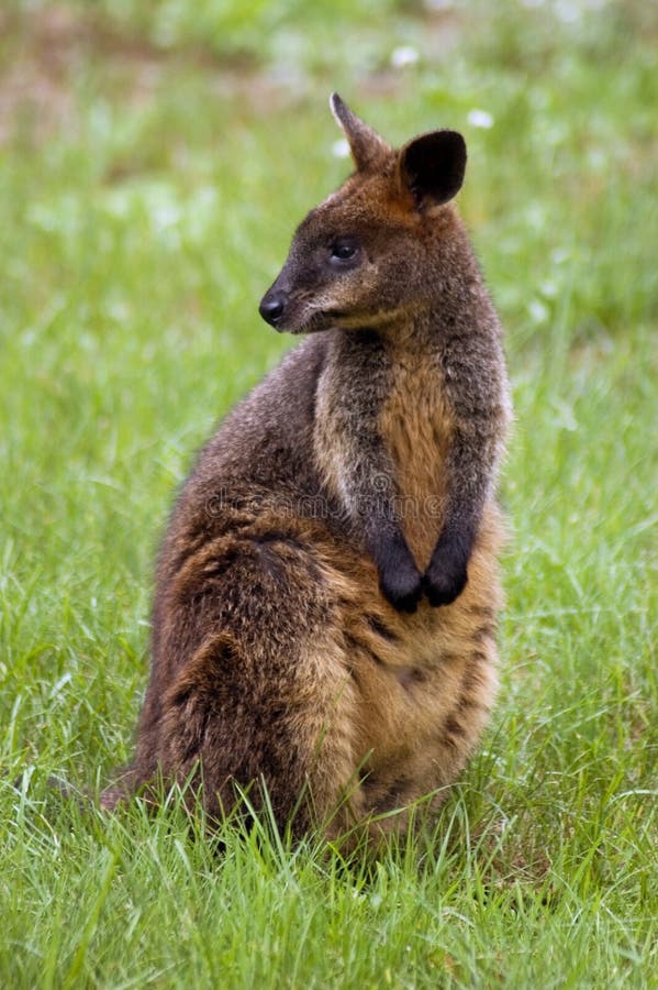Kangaroo Free Stock Photos & Pictures, Kangaroo Royalty-Free and Public ...