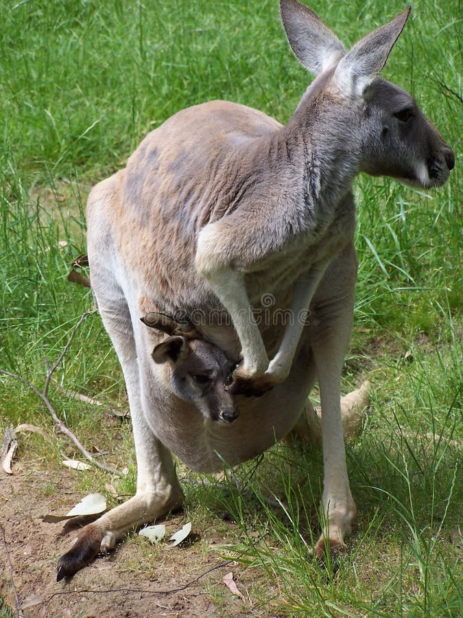 Kangaroo stock image. Image of animals, kangaroo, cute - 615335