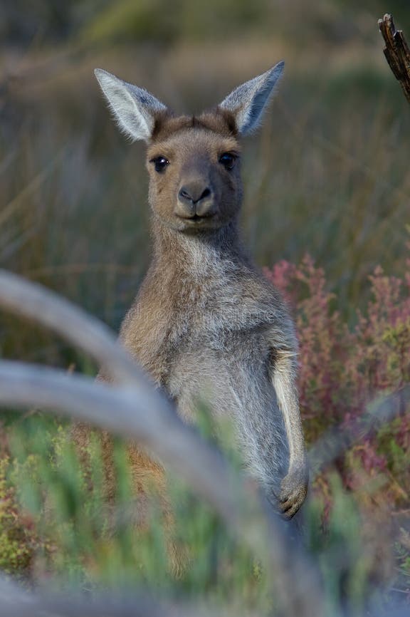 Kangaroo stock photo. Image of gray, kanga, joey, chewing - 701420