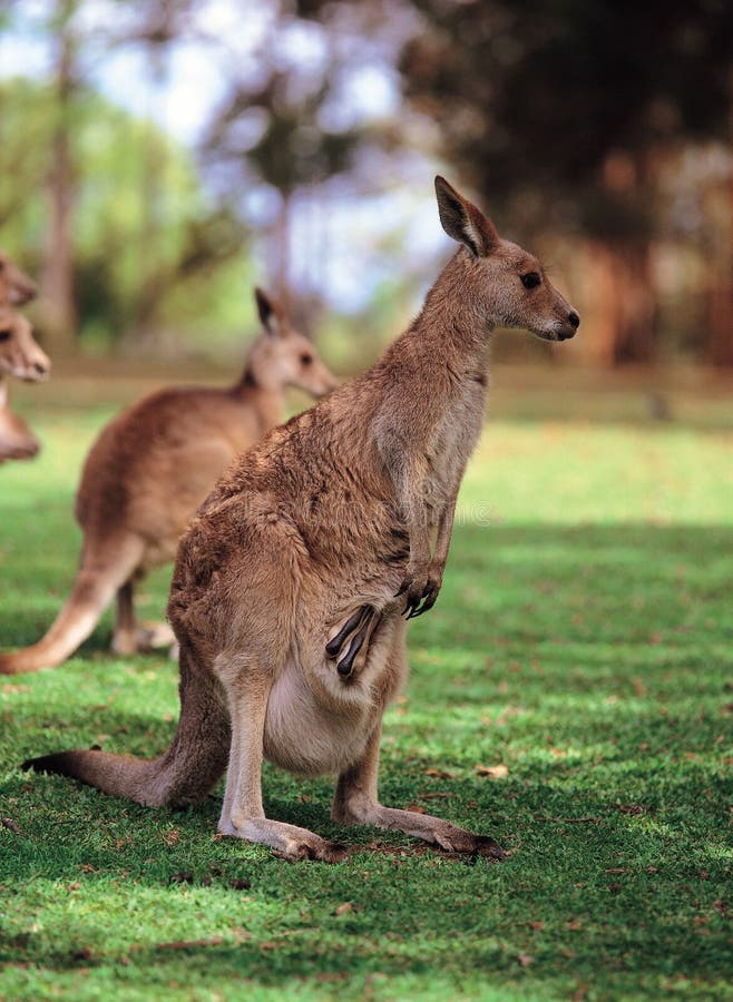Eastern Grey Kangaroo with Joey Stock Photo - Image of kangaroo, grey ...