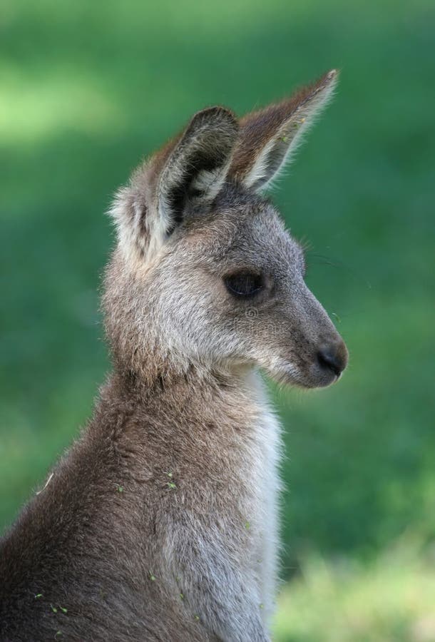 3,289 Kangaroo Head Photos - Free & Royalty-Free Stock Photos from ...