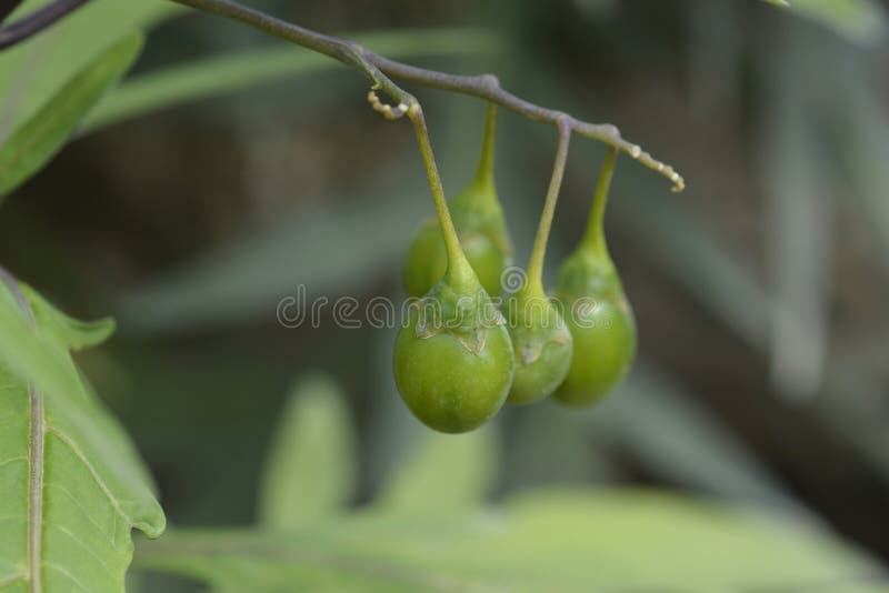 Kangaroo apple stock photo. Image of close, outdoors - 230986630