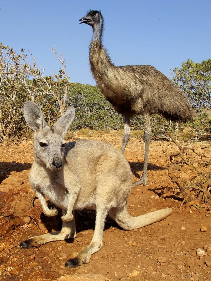 Kangaroo, australia stock photo. Image of brown, mother - 65762984