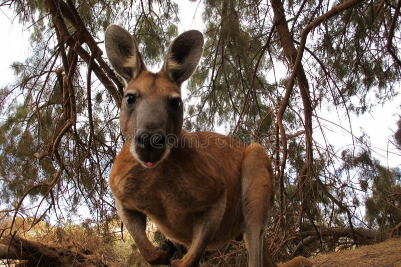 Kangaroo, australia stock photo. Image of grass, nature - 65764726