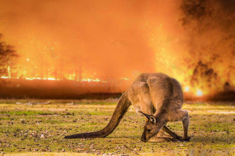 Kangaroo in the Australian Bush during the Bushfire. Stock Photo ...