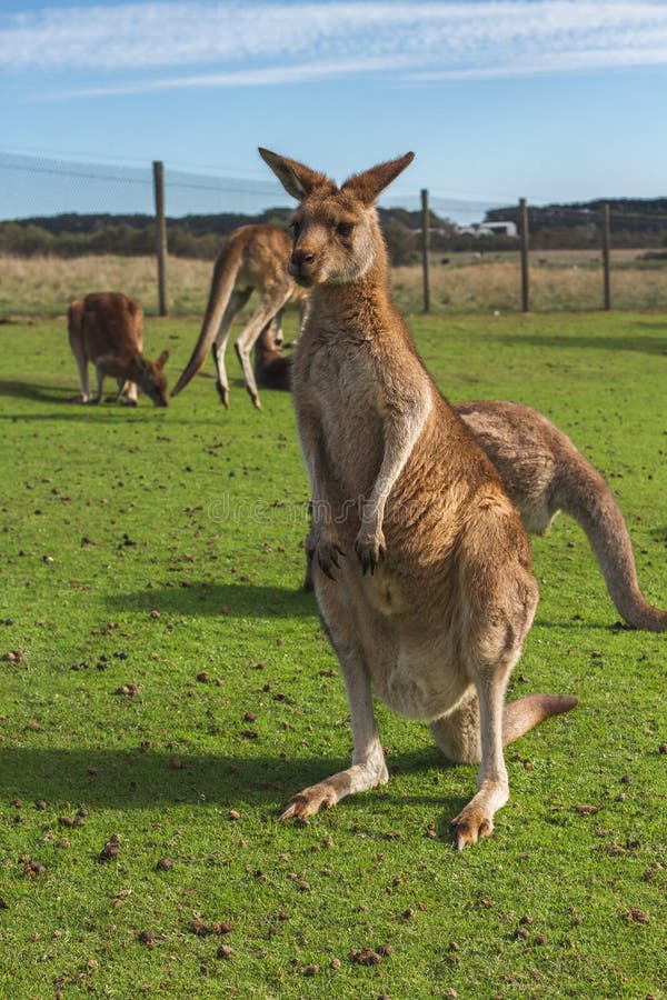 Kangaroo in the Australian Outback Stock Photo - Image of little ...