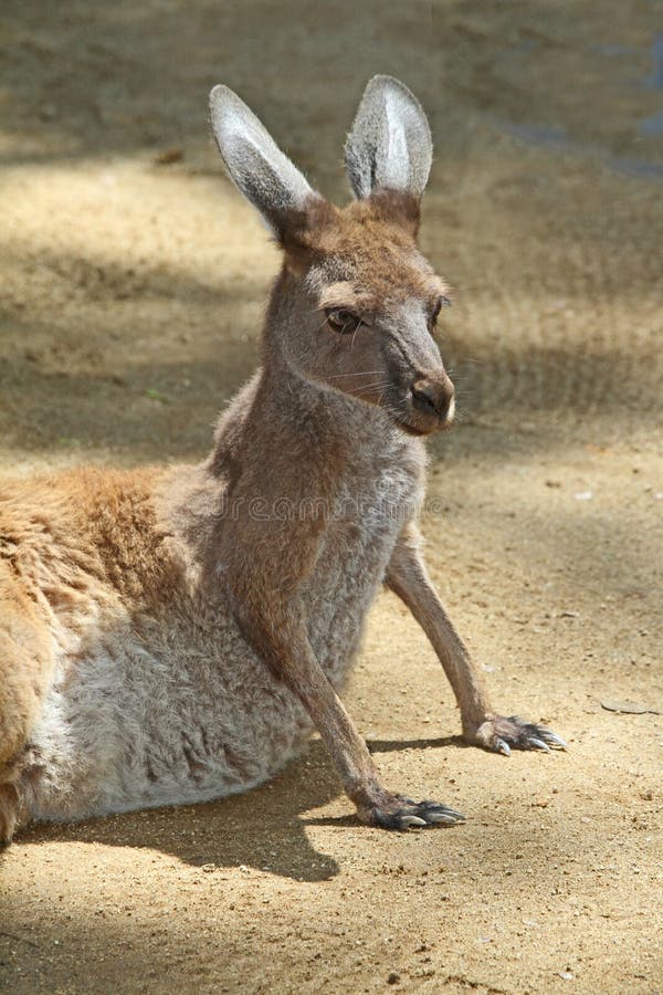 Kangaroo stock image. Image of head, front, australia - 43247121