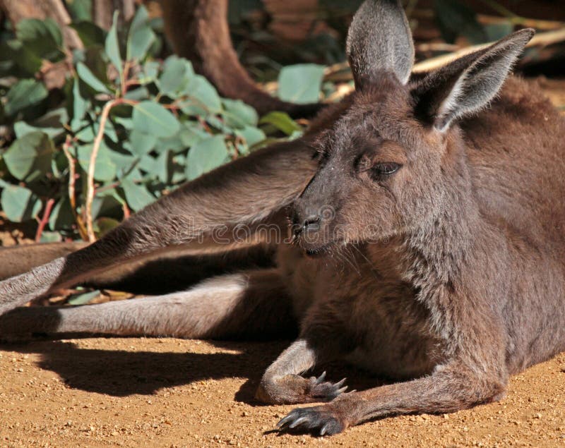 Kangaroo stock photo. Image of australian, pouch, hopper - 43246456