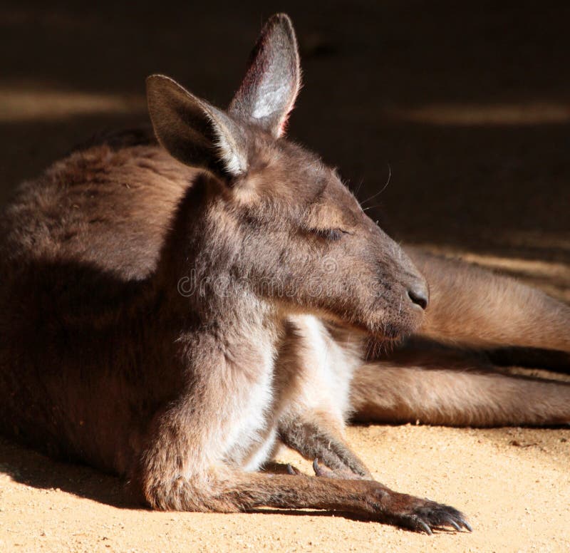 Reclining Kangaroo Stock Photos - Free & Royalty-Free Stock Photos from ...