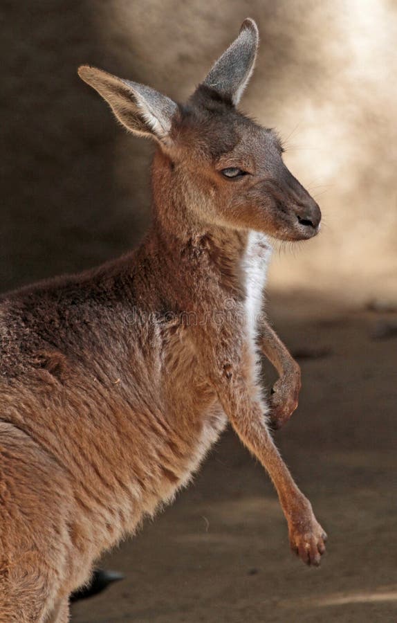 Kangaroo stock image. Image of legs, joey, animal, mammal - 43246961