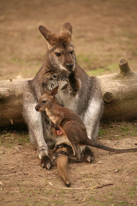 Kangaroo with baby stock image. Image of kangaroo, grass - 1232113