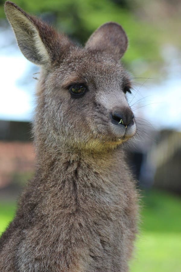 Red Kangaroo with a Baby in Your Pocket Stock Photo - Image of creature ...
