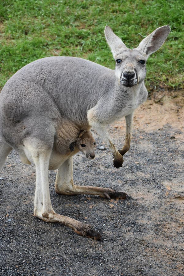 The Newborn Kangaroo Sleeps In A Plate Stock Photo - Image of mammal ...