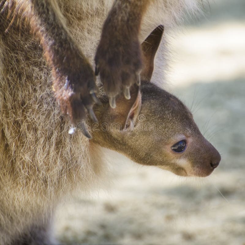 Red Kangaroo with a Baby in Your Pocket Stock Photo - Image of creature ...