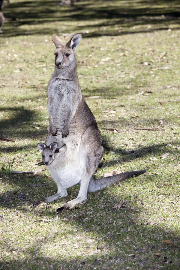 Kangaroo with baby stock photo. Image of care, native - 162098326