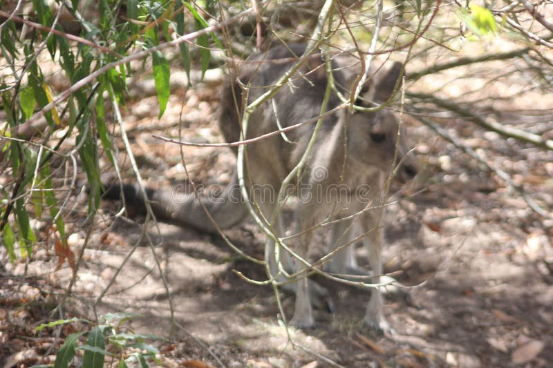 A Kangaroo Behind a Tree in Australia Stock Photo - Image of nature ...