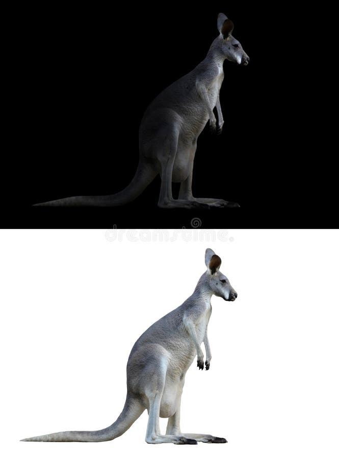 Kangaroo on Black and White Background Stock Image - Image of isolated ...