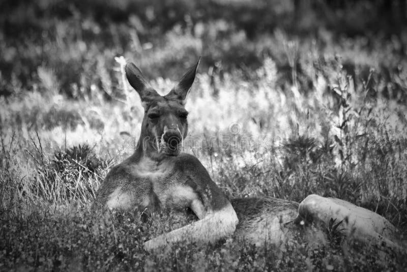 Kangaroo Work Stock Photos - Free & Royalty-Free Stock Photos from ...