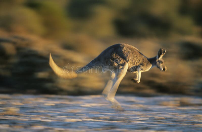 Kangaroo Hopping / Jumping Mid Air on Sand Near the Surf on the Beach ...