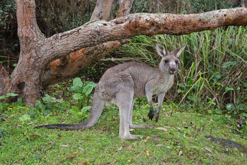 Kangaroo in the bush stock photo. Image of jump, wildlife - 53487598