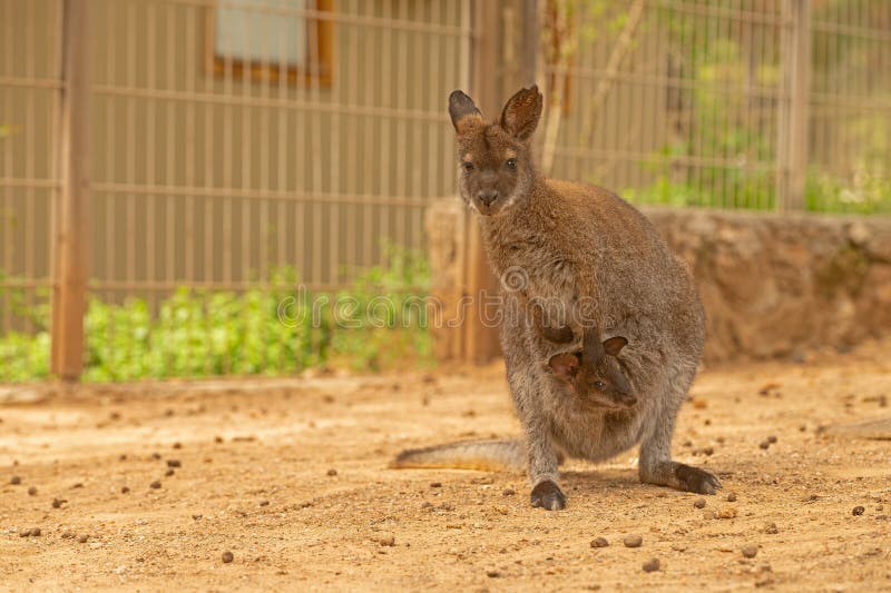 A Kangaroo Carrying Her Baby in a Pouch in the Zoo Stock Image - Image ...