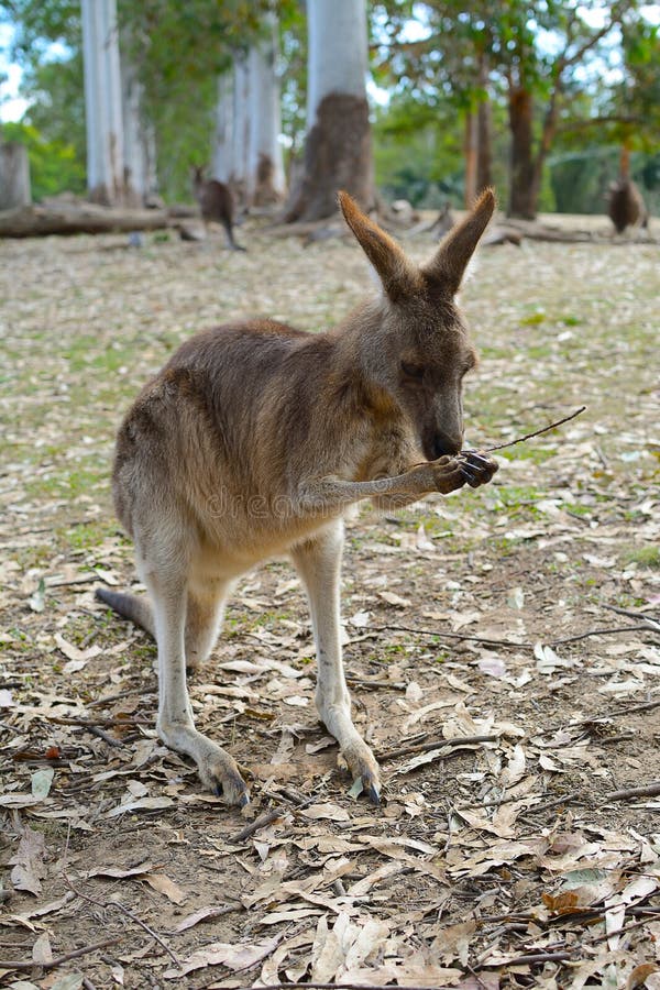 Kangaroo chewing on stick stock photo. Image of critter - 42207736