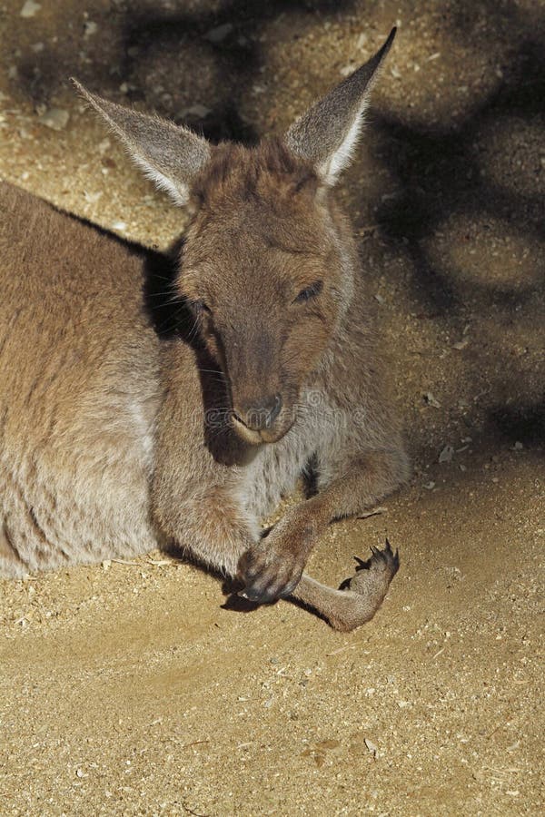Kangaroo Sitting up stock image. Image of wildlife, travel - 13093233