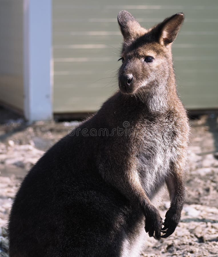 Kangaroo Close-up Looking at Camera Stock Photo - Image of marsupial ...
